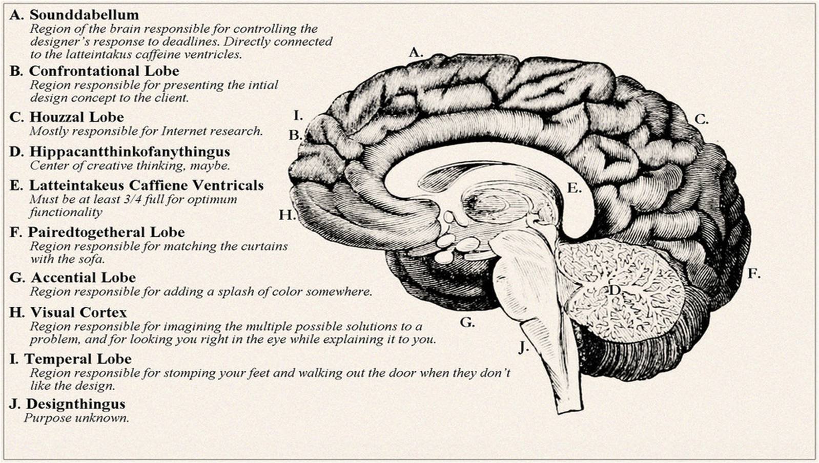The Brain of a Designer – Archistudent